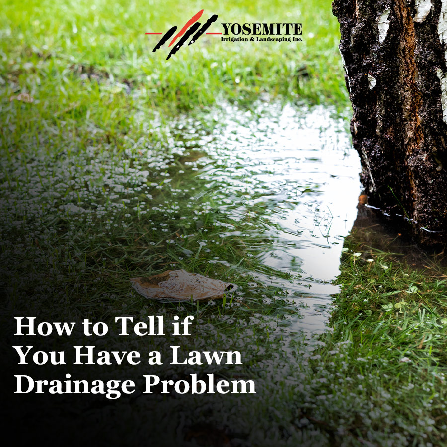How to Tell if You Have a Lawn Drainage Problem [infographic ...
